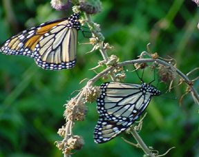 Monarch Butterfly Fall Migration 2001